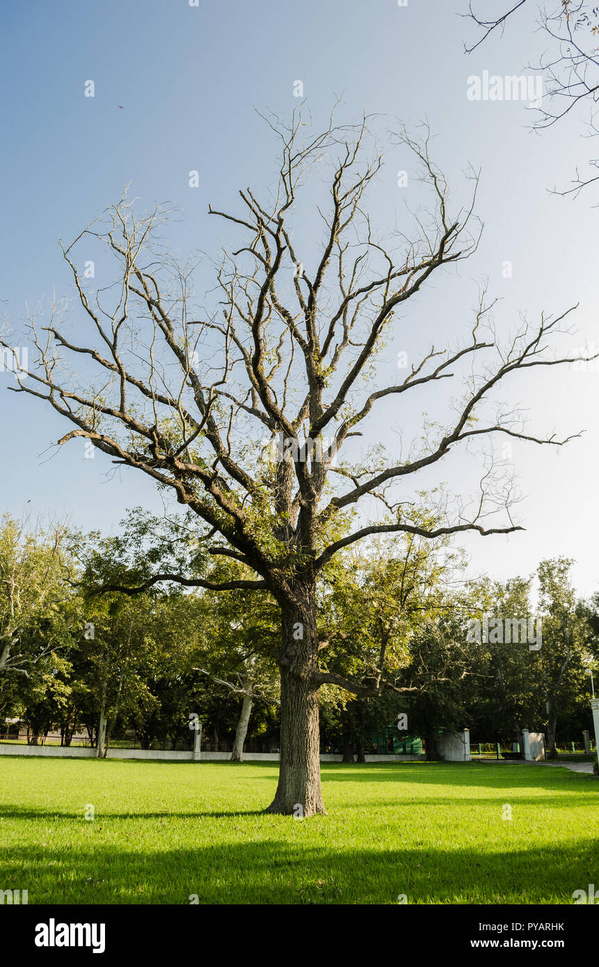 Large dry tree without leaves and on green leaves, with a lot of ...