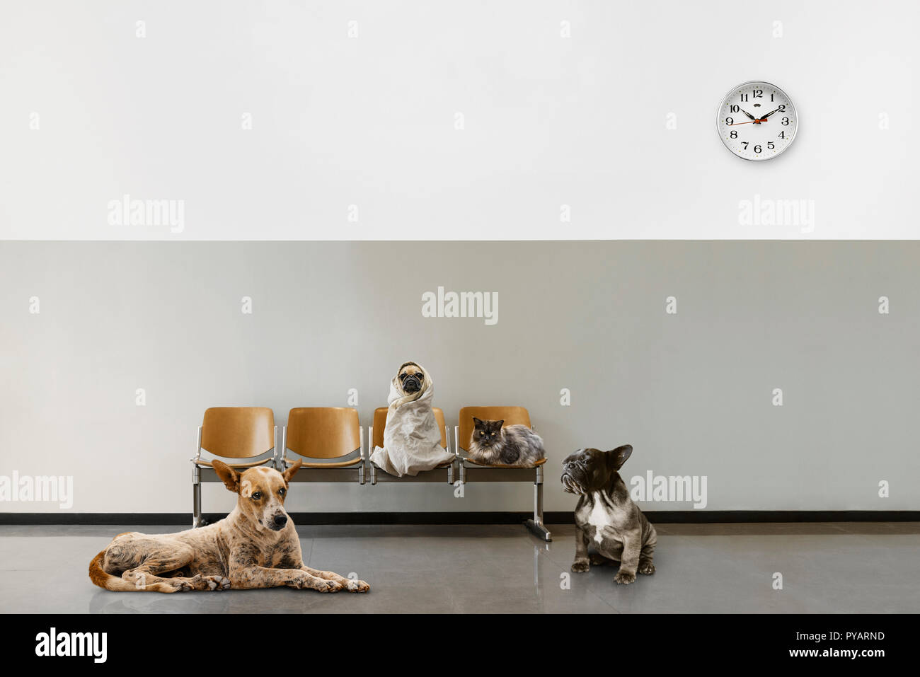 waiting room with chairs, clock and group of sitting animals Stock ...