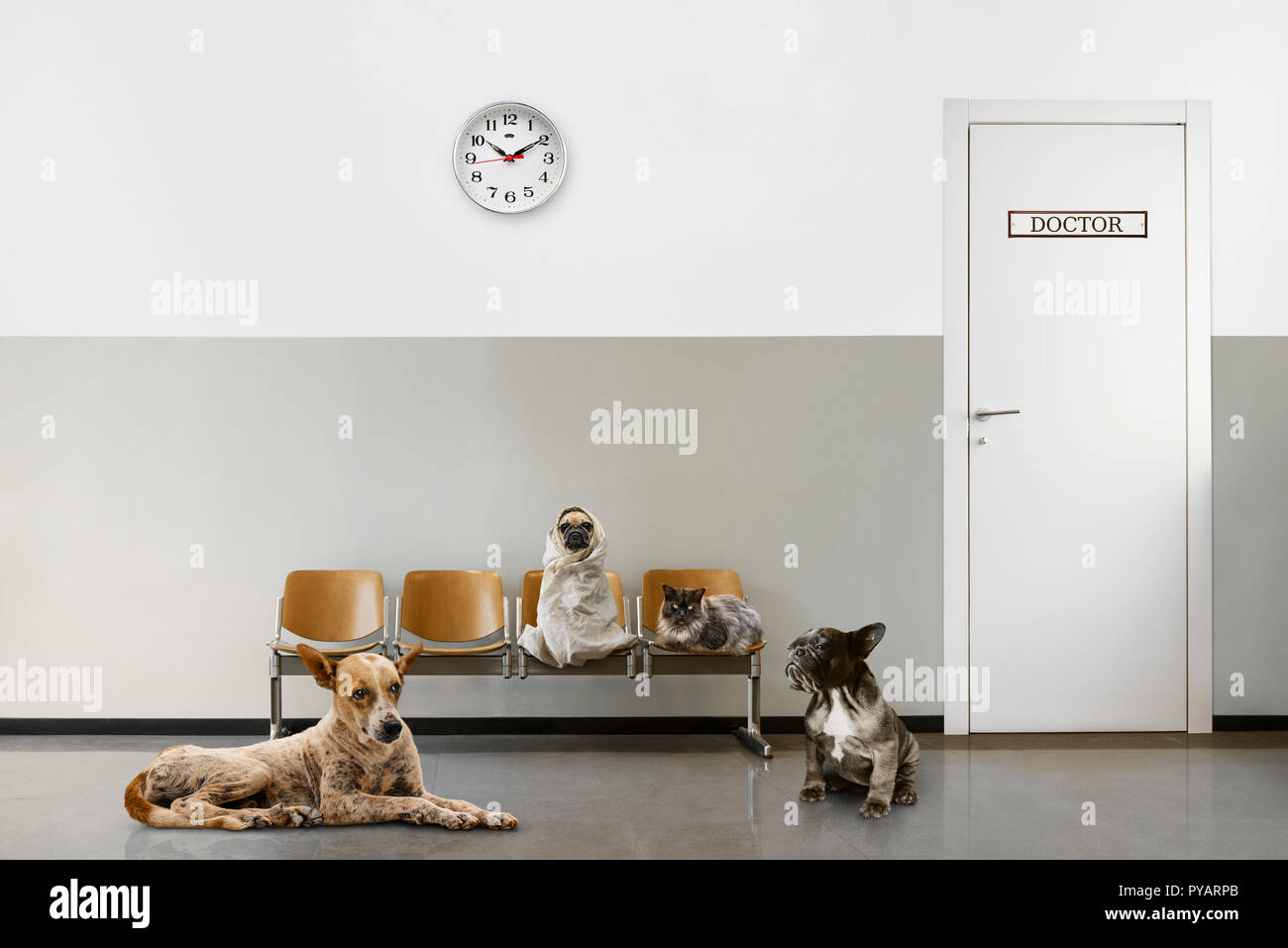 veterinary waiting room with chairs, clock, close door and group of ...