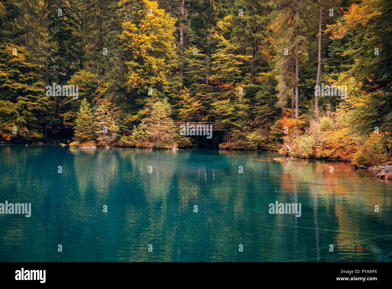 Autumn time at romantic forest lake Blausee, one of the best known ...