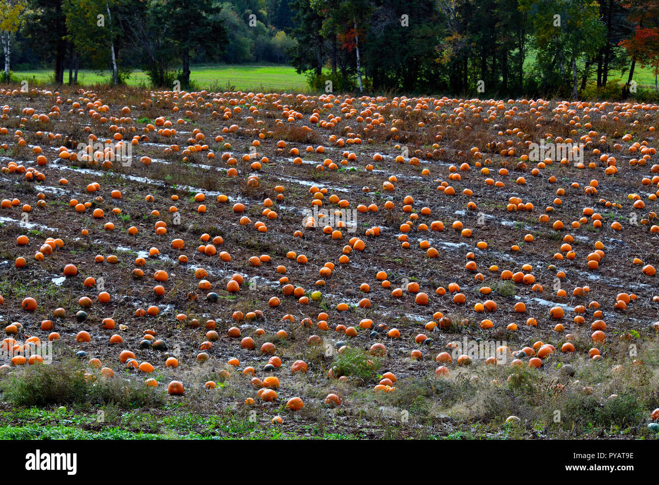 A farm field with a crop of pumpkins ready for a fall harvest in rural ...