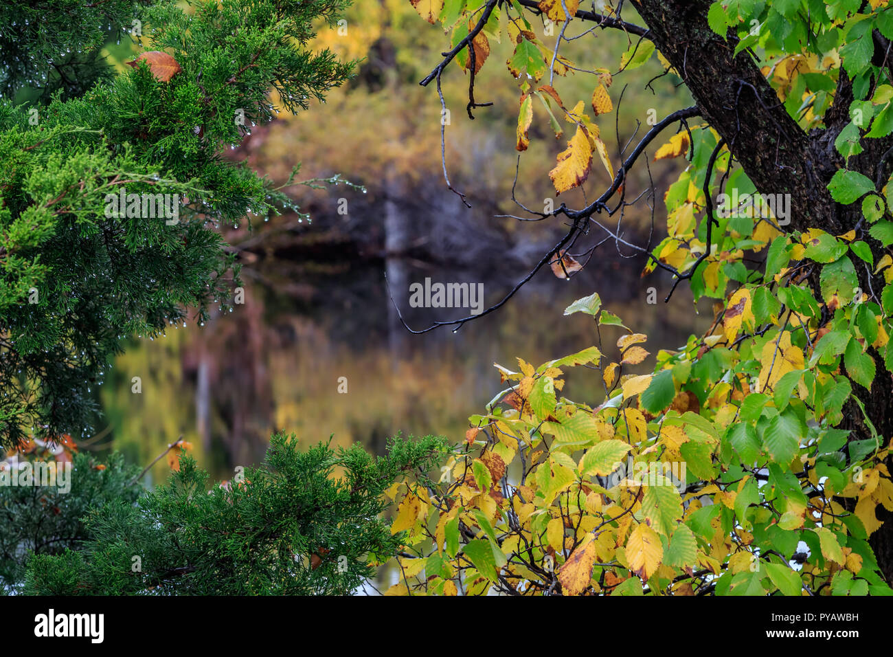 Red river oklahoma forest hi-res stock photography and images - Alamy
