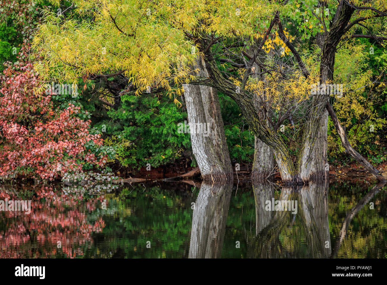 A small pond in Oklahoma City surrounded by trees in fall color Stock ...