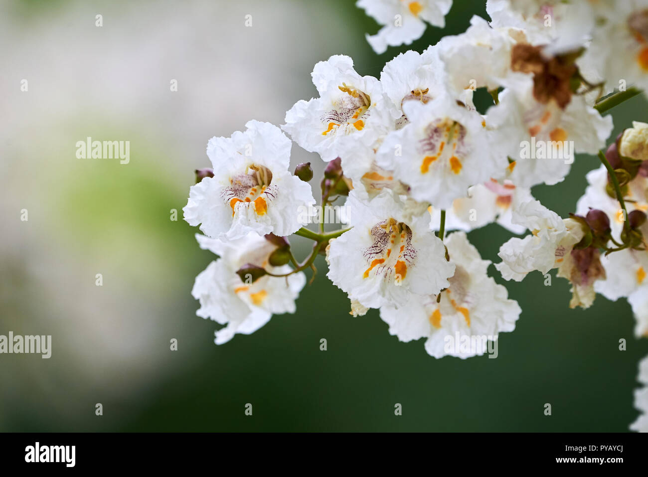 White flower branch Stock Photo - Alamy