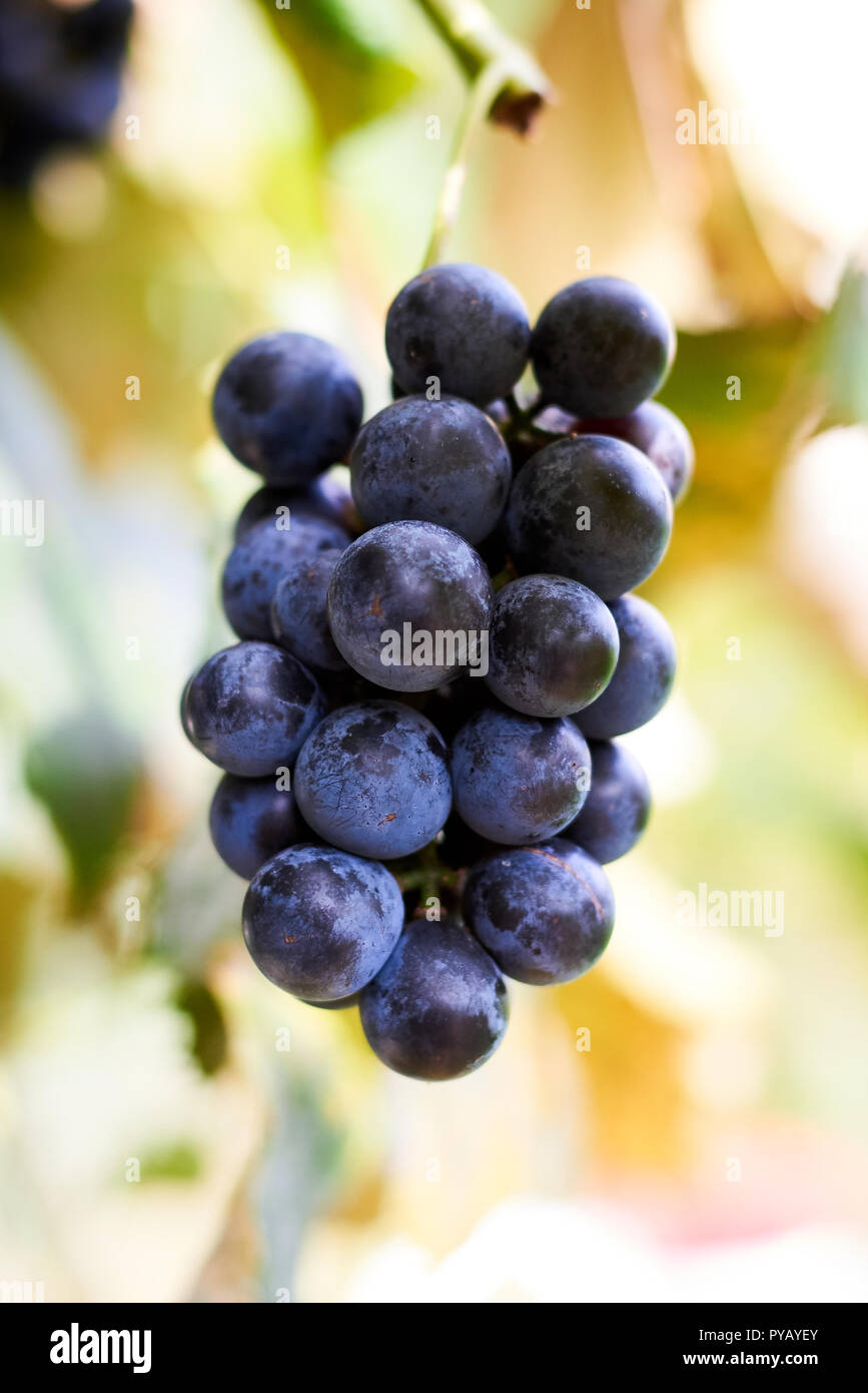 Blue dark grapes closeup Stock Photo - Alamy