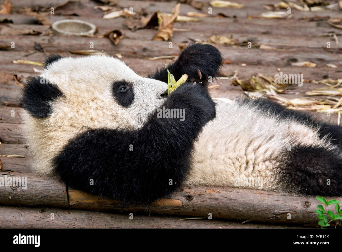 Giant panda bear in China Stock Photo - Alamy