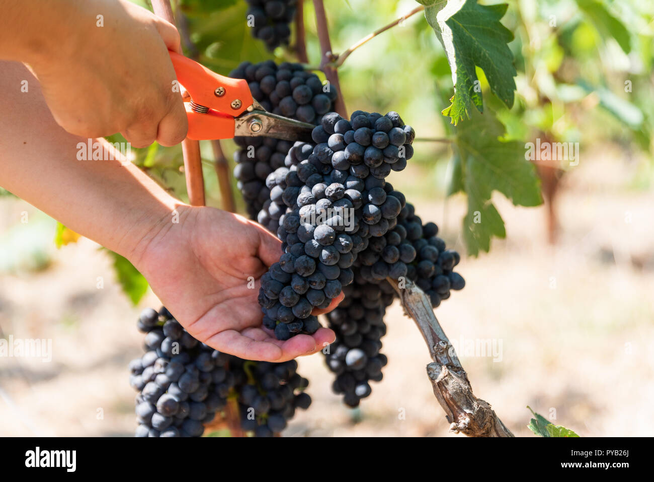 Woman picking grapes hi-res stock photography and images - Alamy