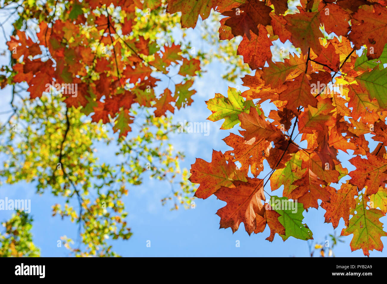 Colorful leaves on the tops of trees Stock Photo - Alamy