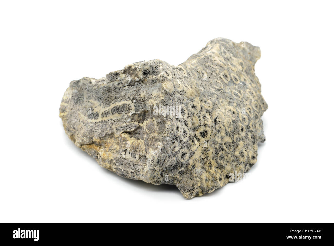 Dead coral Cut Out Stock Images & Pictures - Alamy