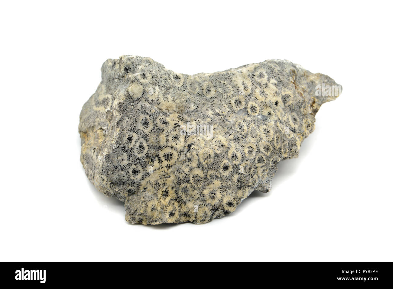 Fossilized coral hi-res stock photography and images - Alamy