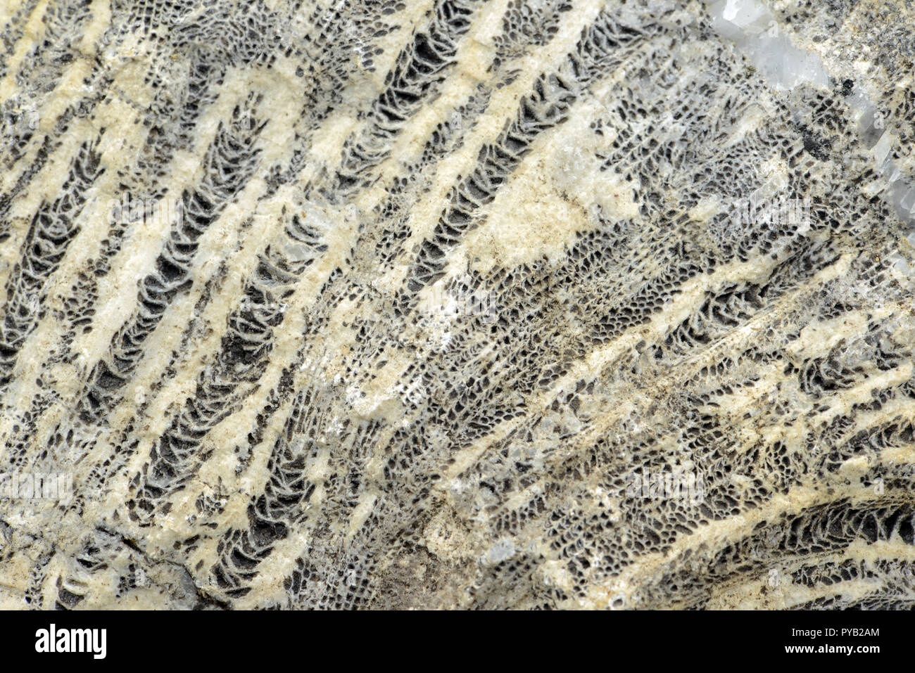 Fossilized coral hi-res stock photography and images - Alamy