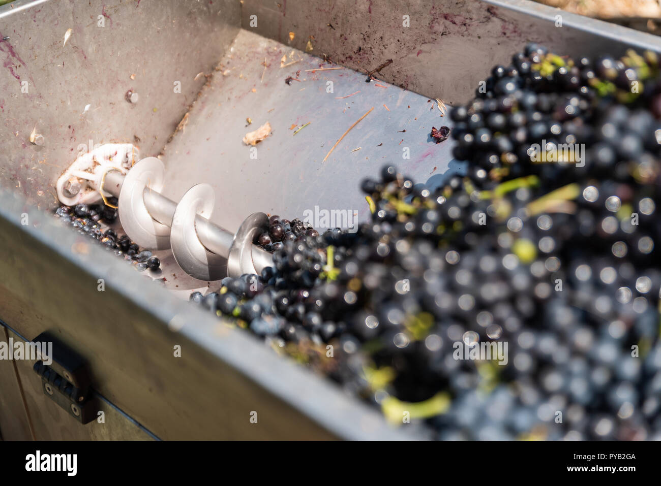 Red grapes are crushing by industrial grape crusher machine Stock Photo ...