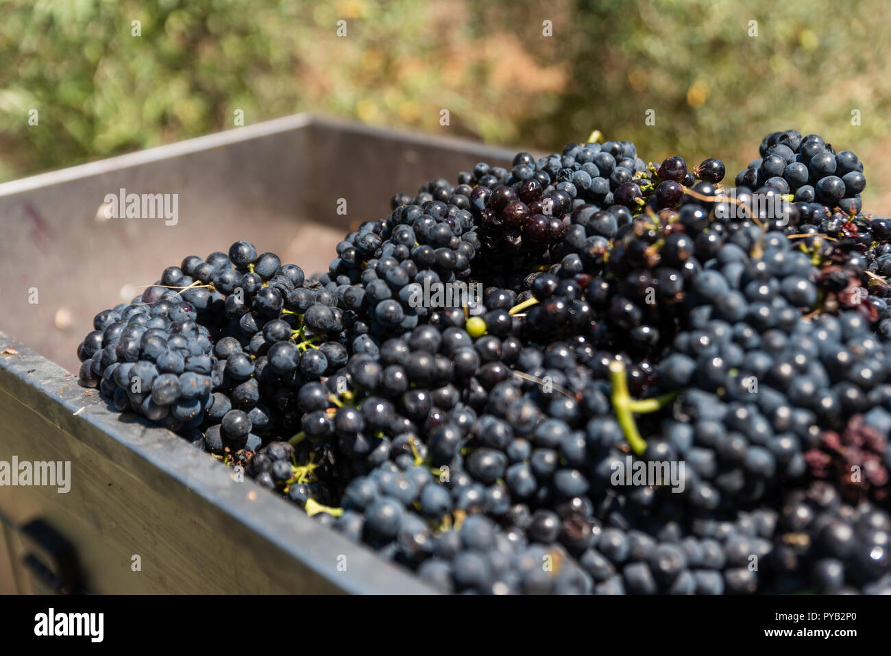 Red grapes are crushing by industrial grape crusher machine Stock Photo ...