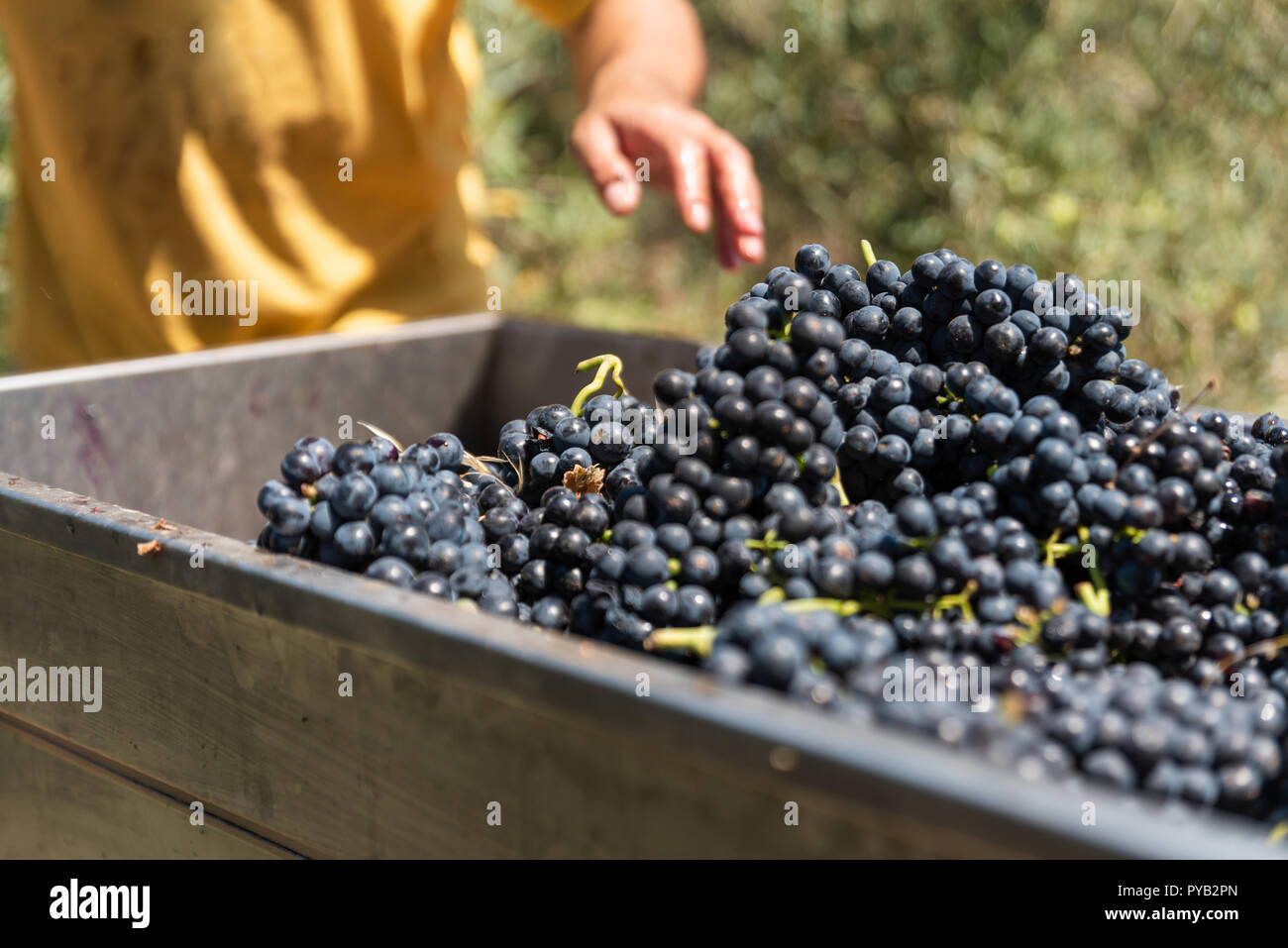 Hand crushing fruit hi-res stock photography and images - Alamy
