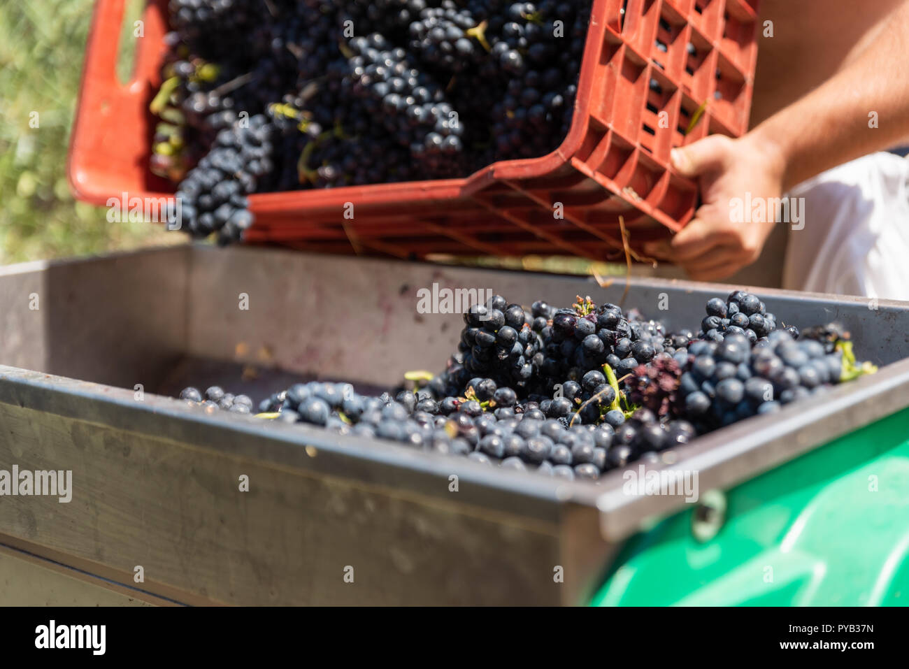 Man is emptying the grapes into a grape crusher machine Stock Photo - Alamy