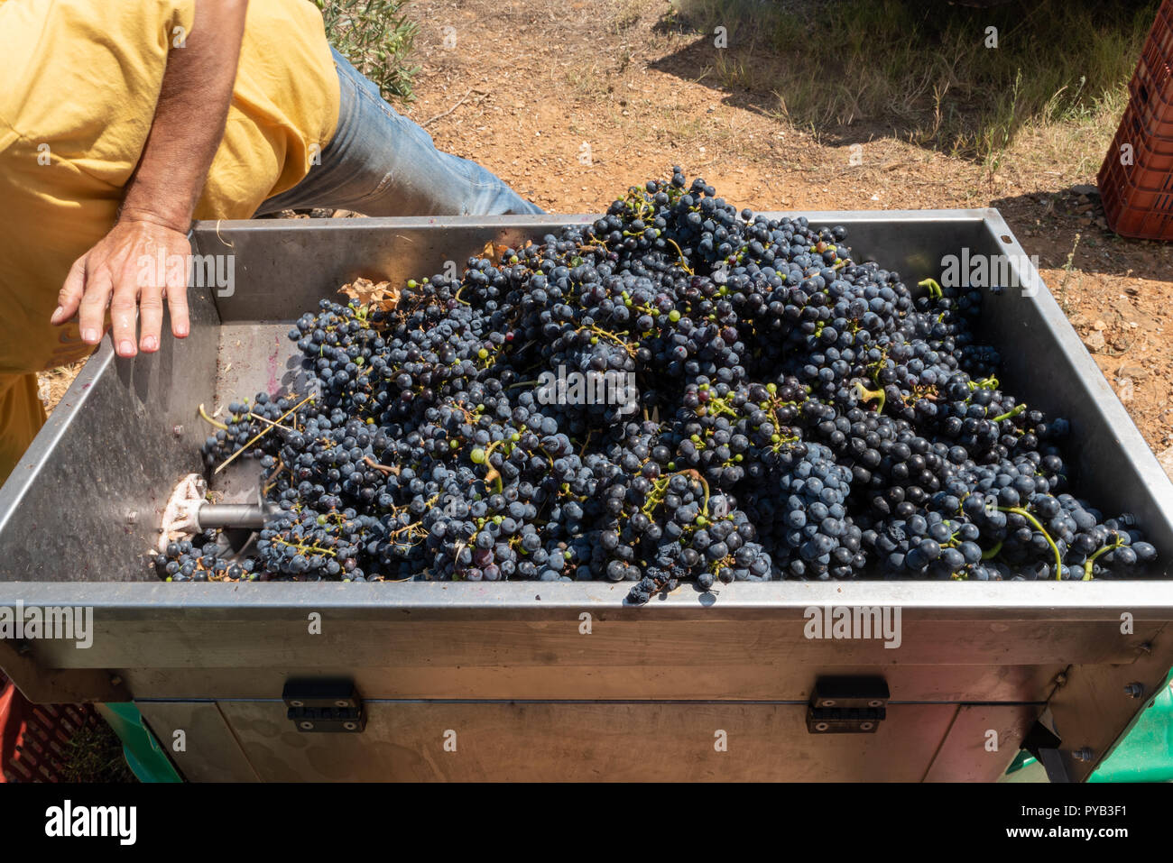 Grape processing hands hi-res stock photography and images - Alamy