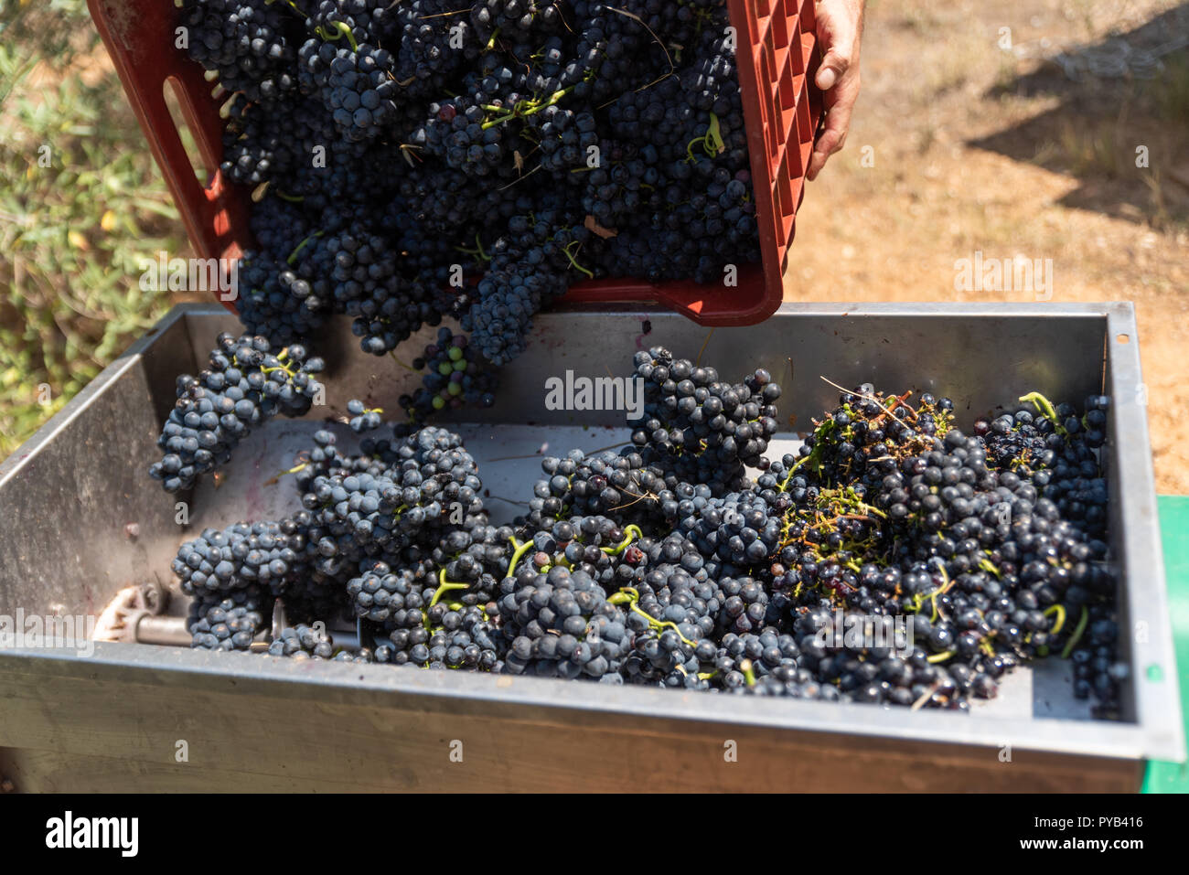 Crusher destemmer hi-res stock photography and images - Alamy