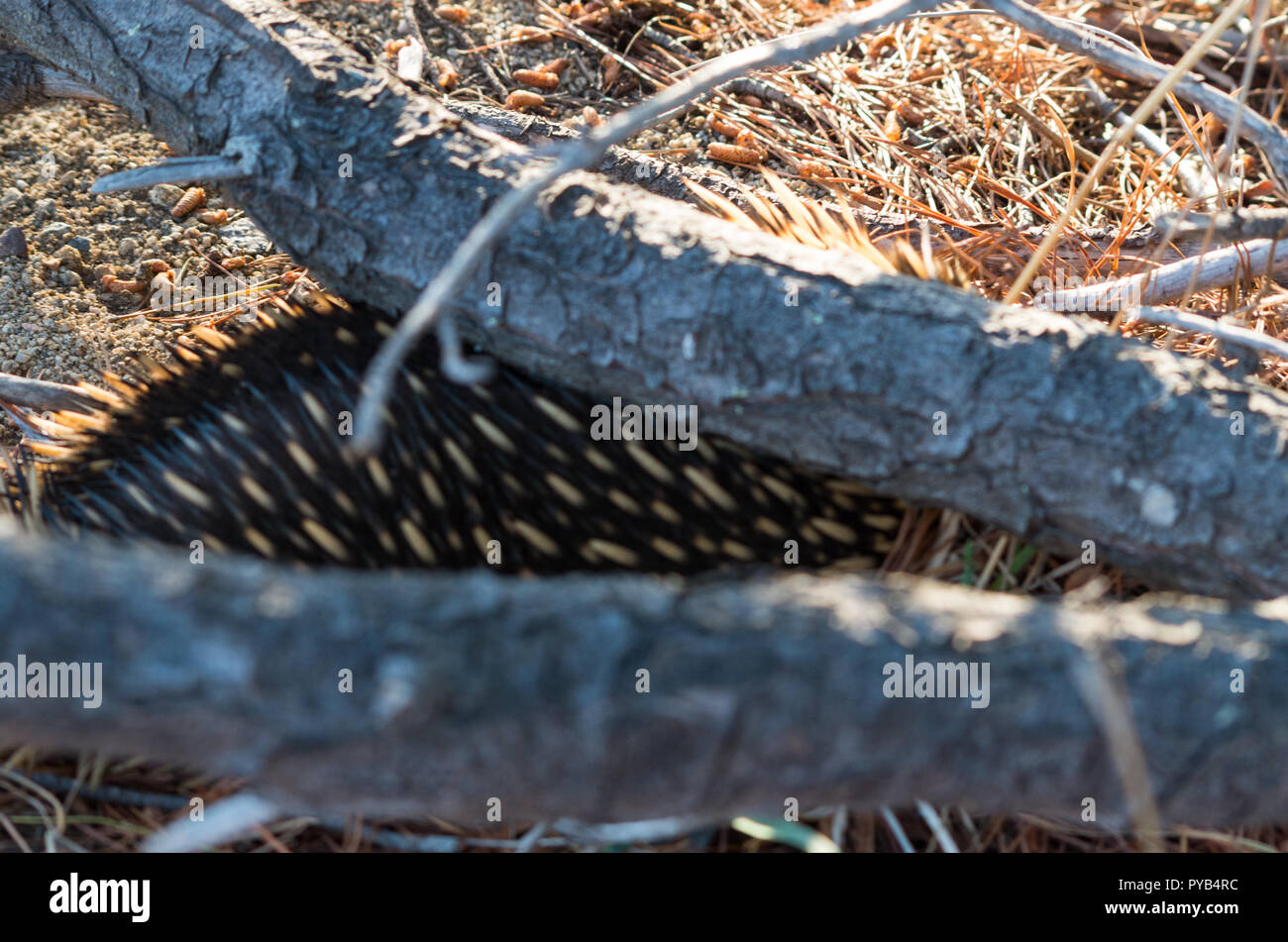 Hide behind branches hi-res stock photography and images - Alamy