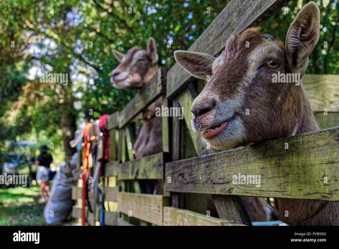 Animal smiling with teeth hi-res stock photography and images - Alamy