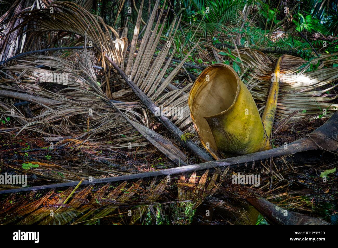 Nikau palm tree hi-res stock photography and images - Alamy
