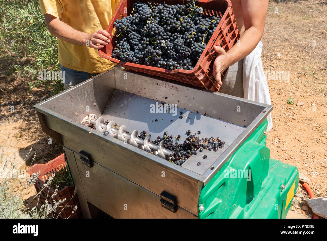 Grape Crushing Destemmer High Resolution Stock Photography and Images ...