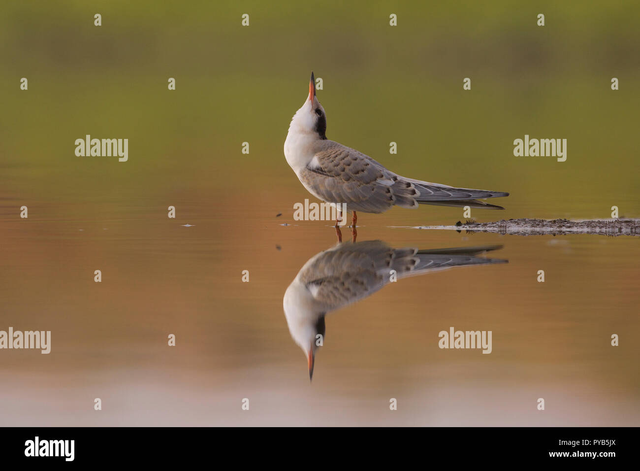 Terns of asia hi-res stock photography and images - Alamy