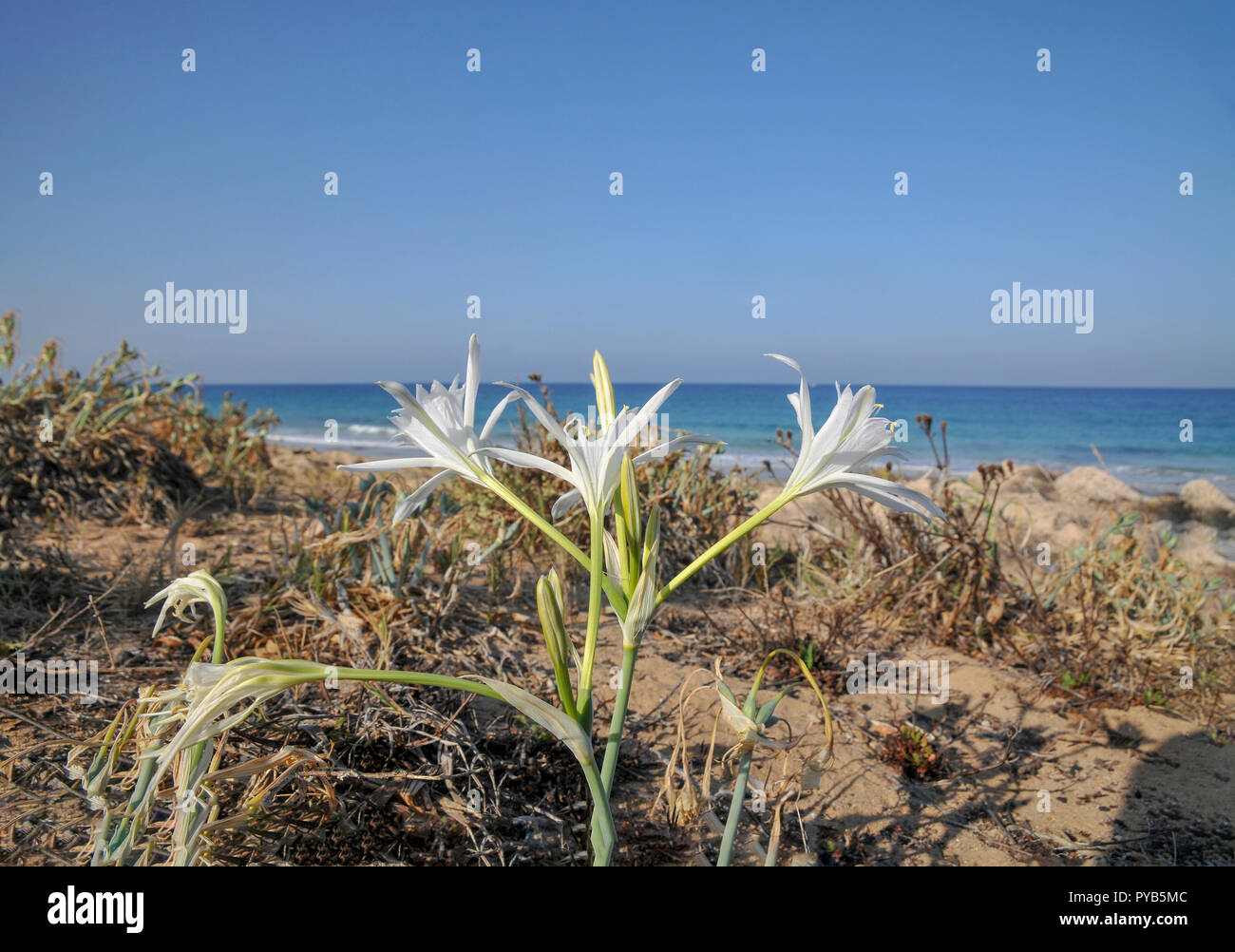 Pancratium maritimum, or sea daffodil, is a species of bulbous plant ...