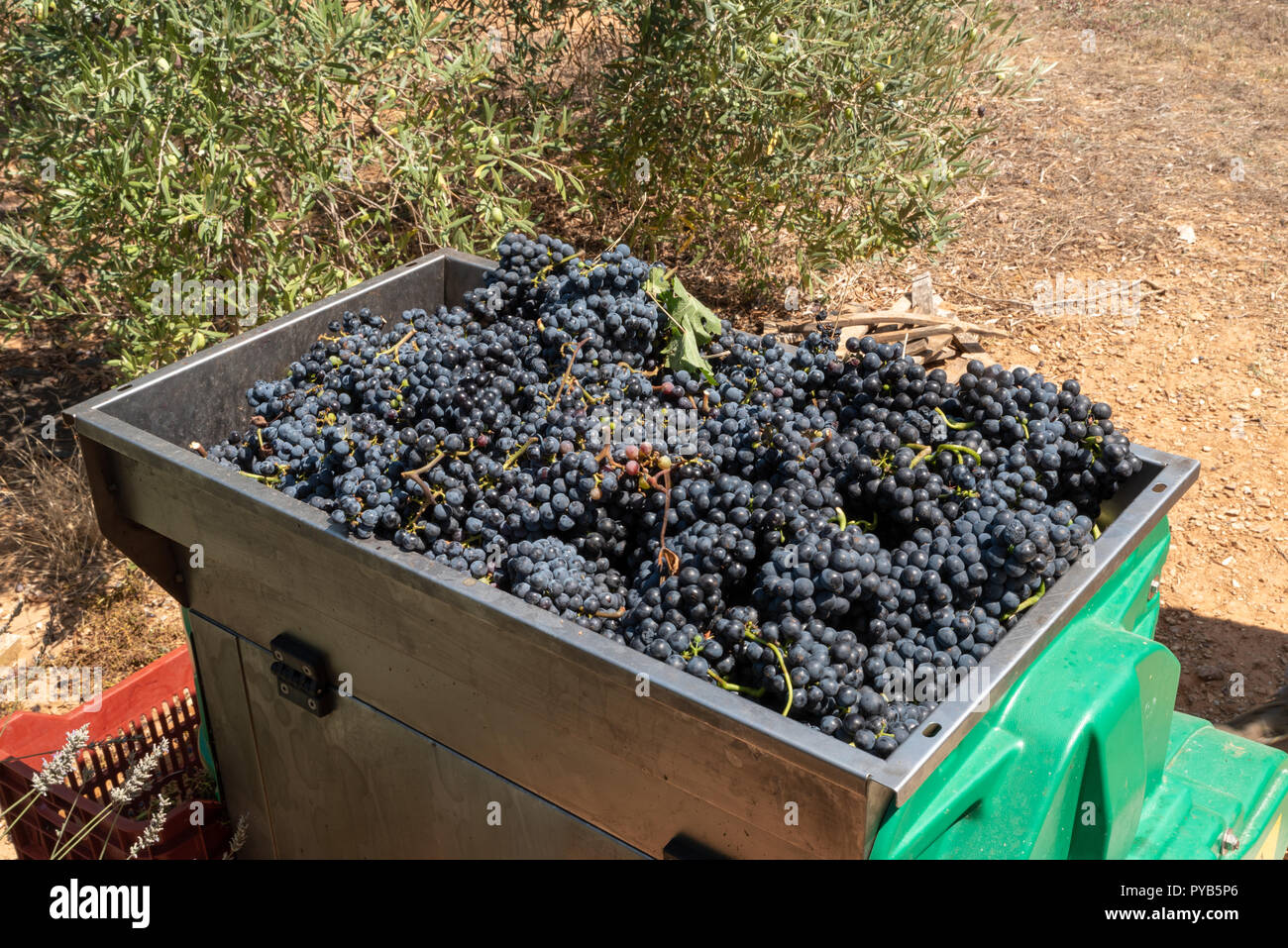 Red grapes are crushing by industrial grape crusher machine Stock Photo ...