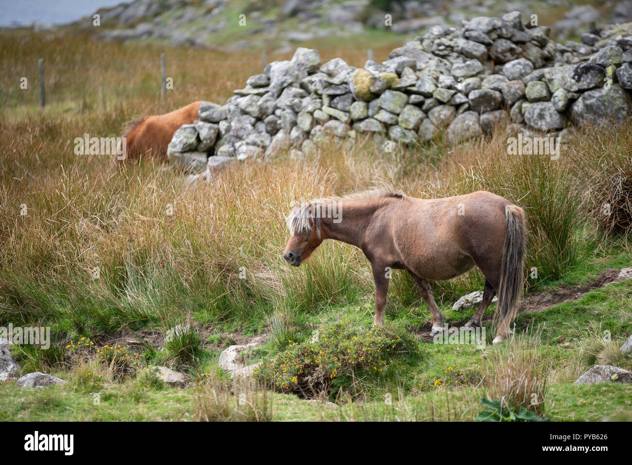 Beautiful image of wild pony in Snowdonia landscape in Autumn Stock ...
