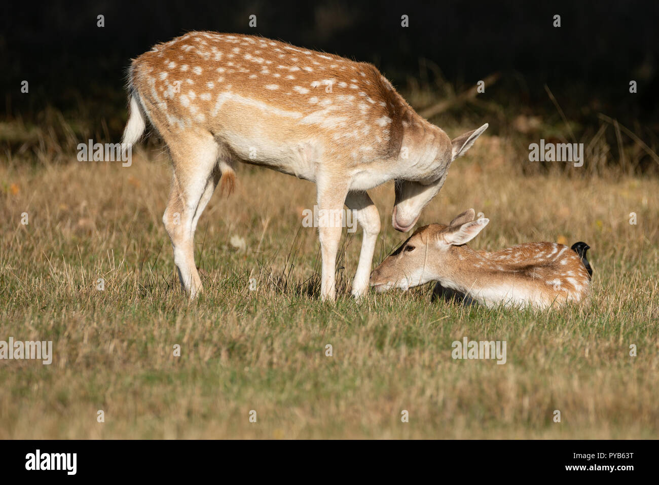 Beautiful image of Fallow Deer Dama Dama in Autumn field and woodland ...