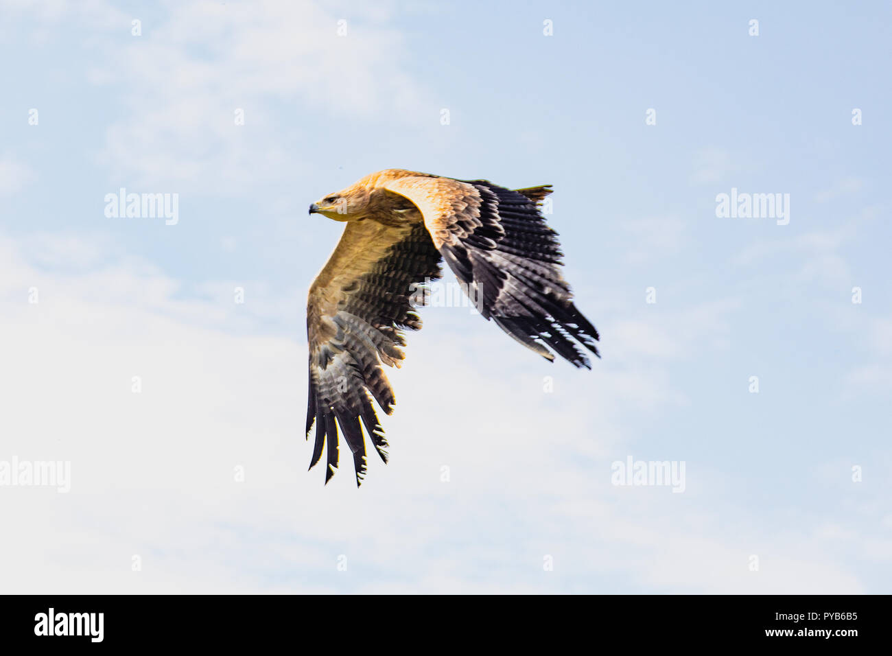 Eagle In Flight Stock Photo - Alamy