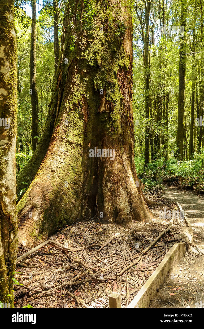 Great Otway National Park. Otway fly tree top walk. Walk among the tops ...