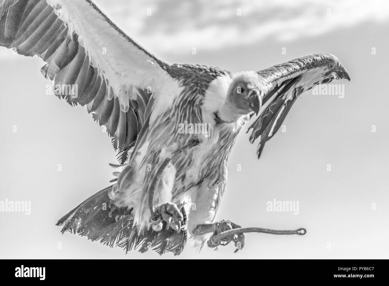 Vulture In Flight Stock Photo - Alamy