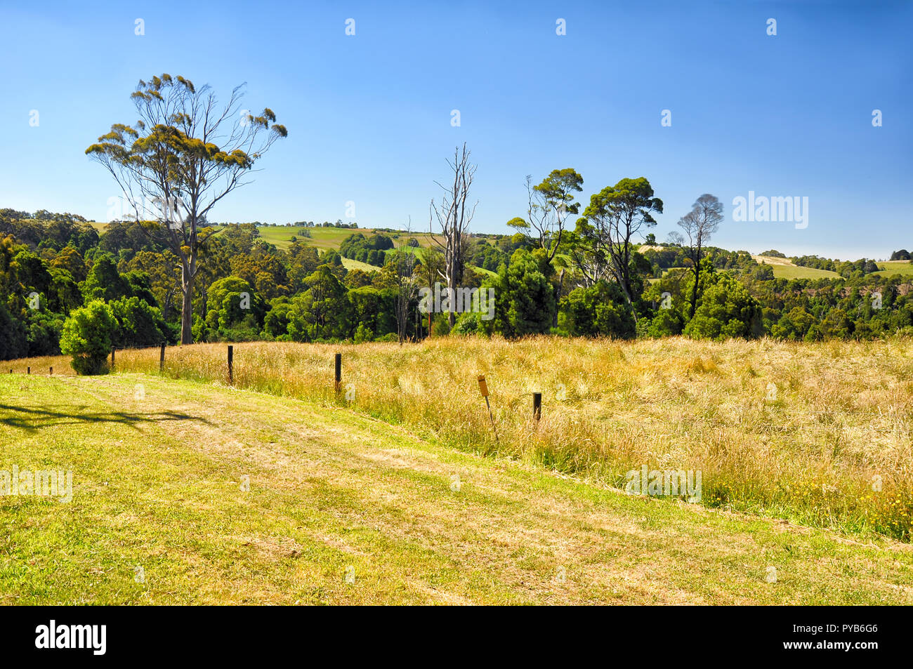 Great Otway National Park. Otway fly tree top walk. Walk among the tops ...