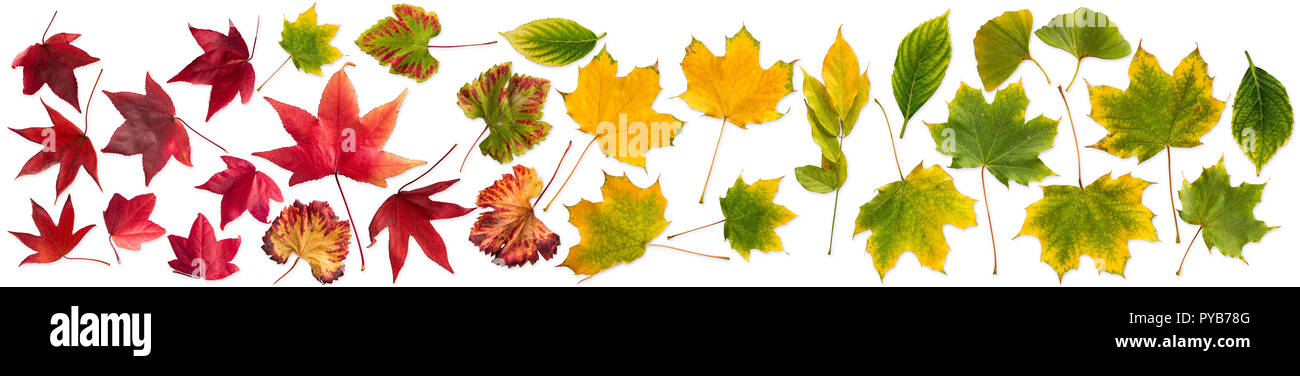 Fall leaves isolated on hi-res stock photography and images - Alamy