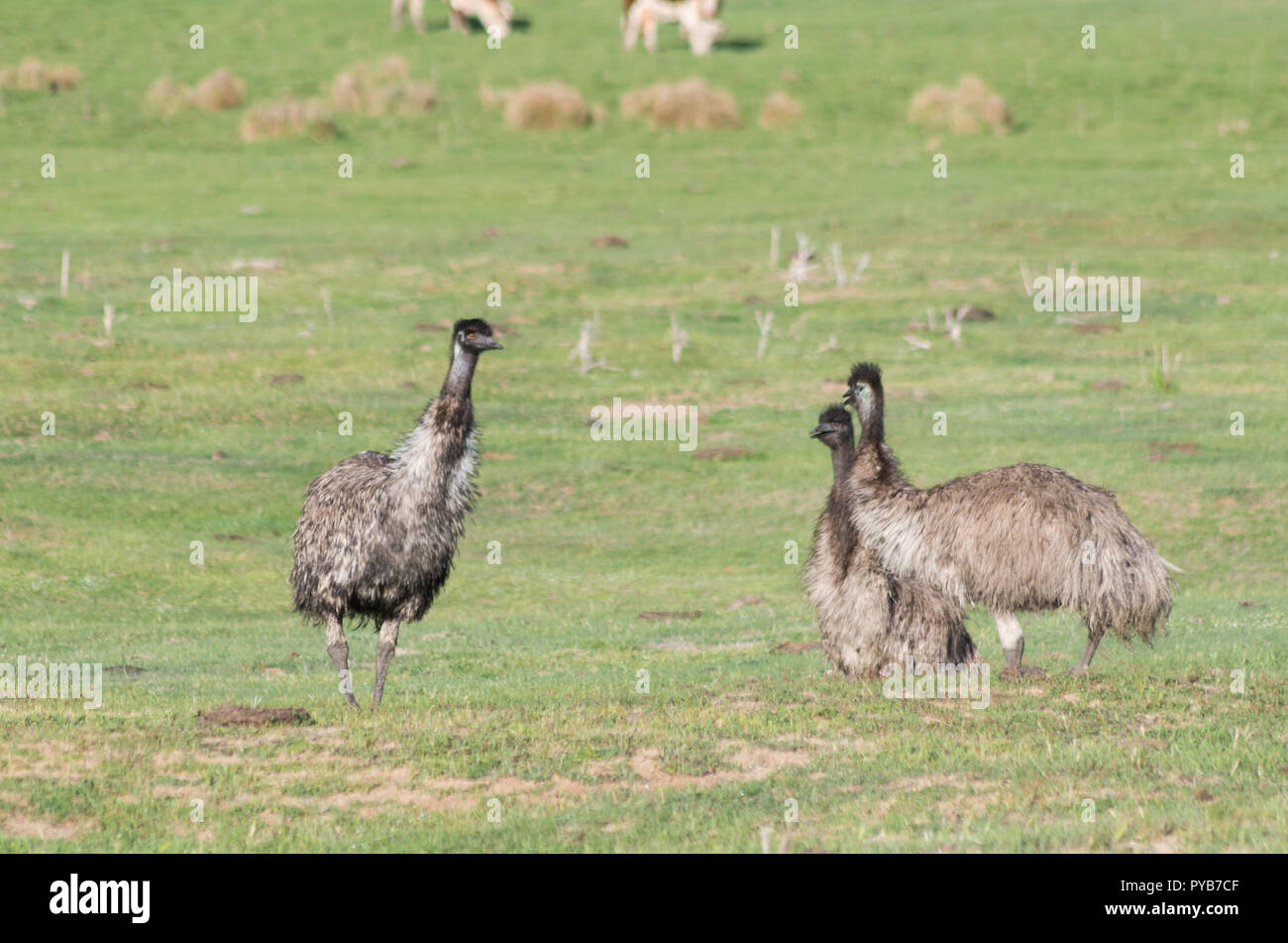 Emus walking and feeding in a field with cows in the snowy mountains ...