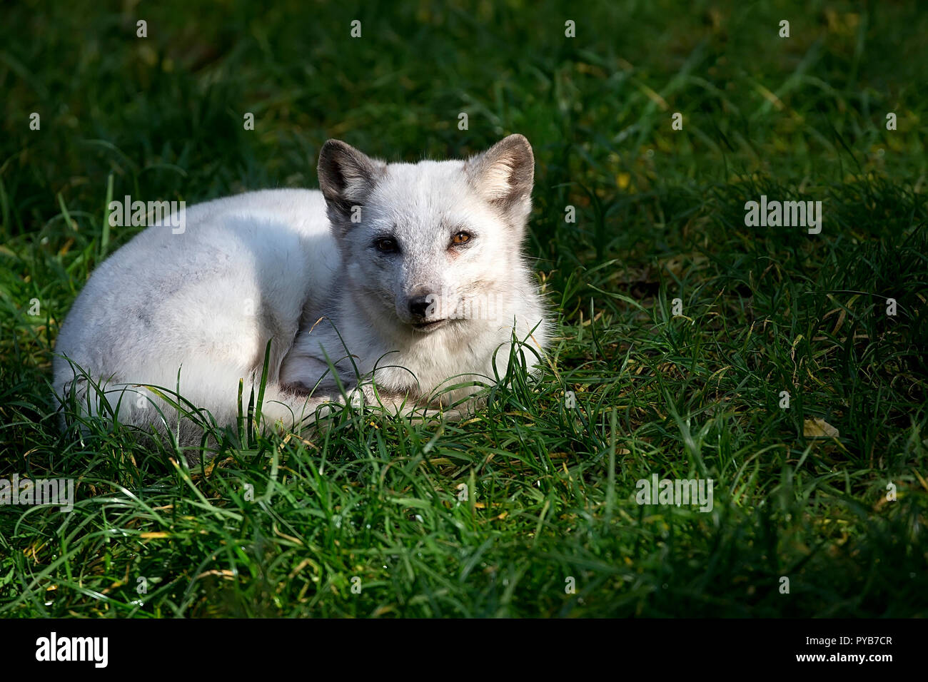 Foxes in nature hi-res stock photography and images - Alamy