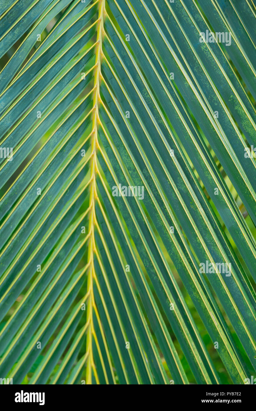 Texture of a palm leaf Stock Photo - Alamy