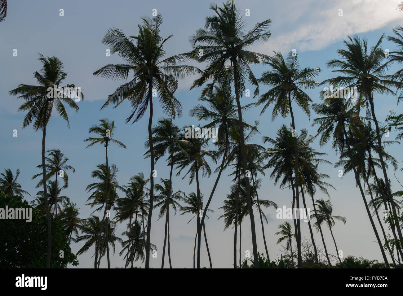 High palm trees against the blue sky Stock Photo - Alamy