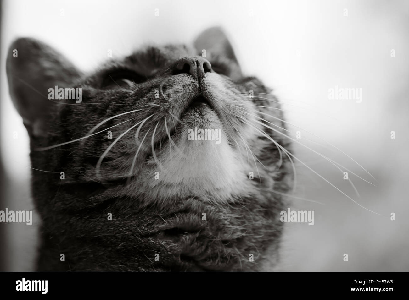 Black and white image of a cat's face from under it's chin Stock Photo ...