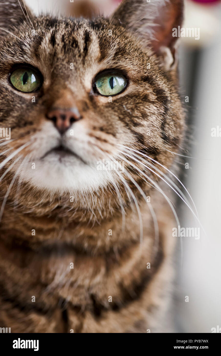 Cropped portrait of a tabby cat Stock Photo - Alamy