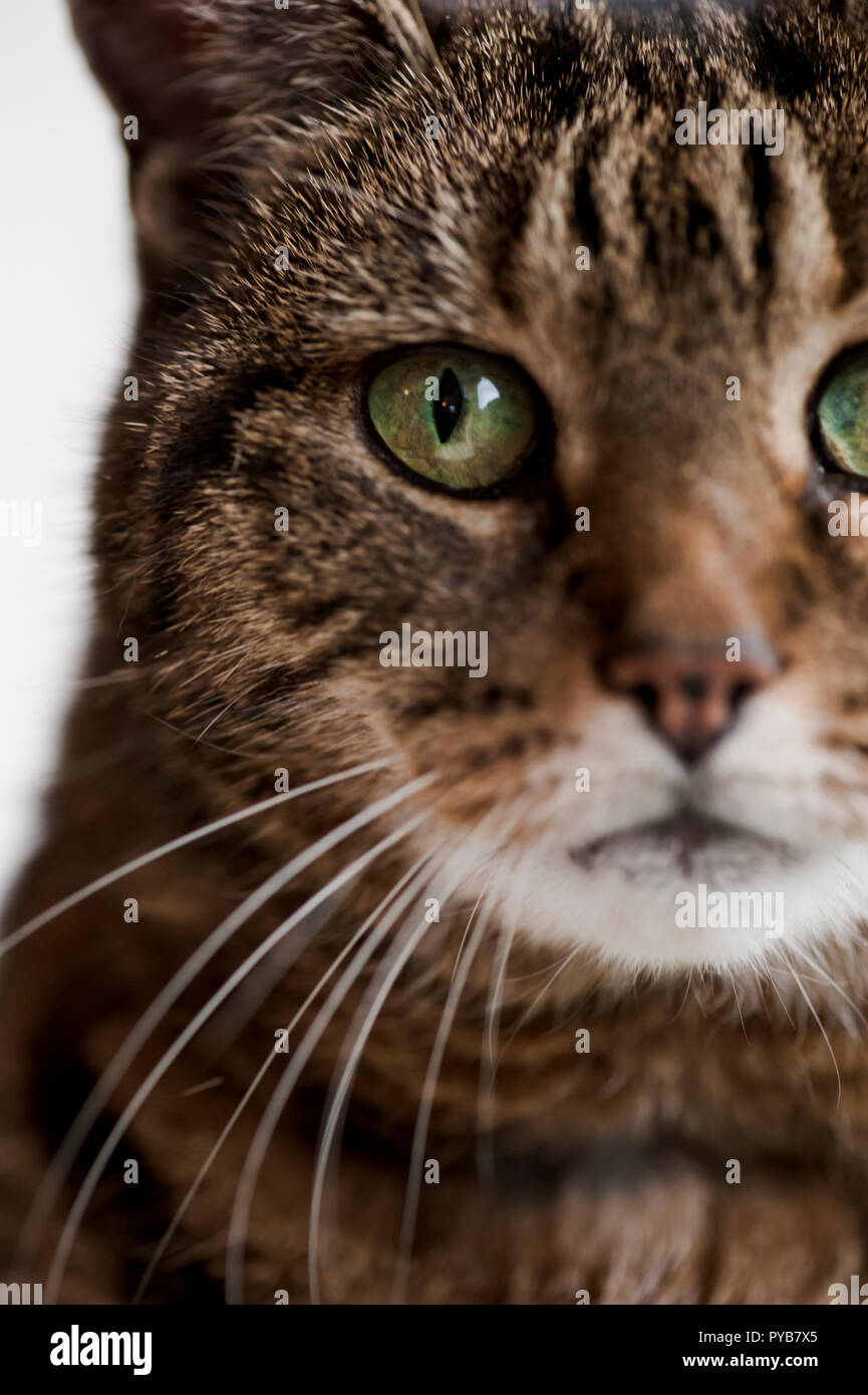 Adoring tabby cat hi-res stock photography and images - Alamy