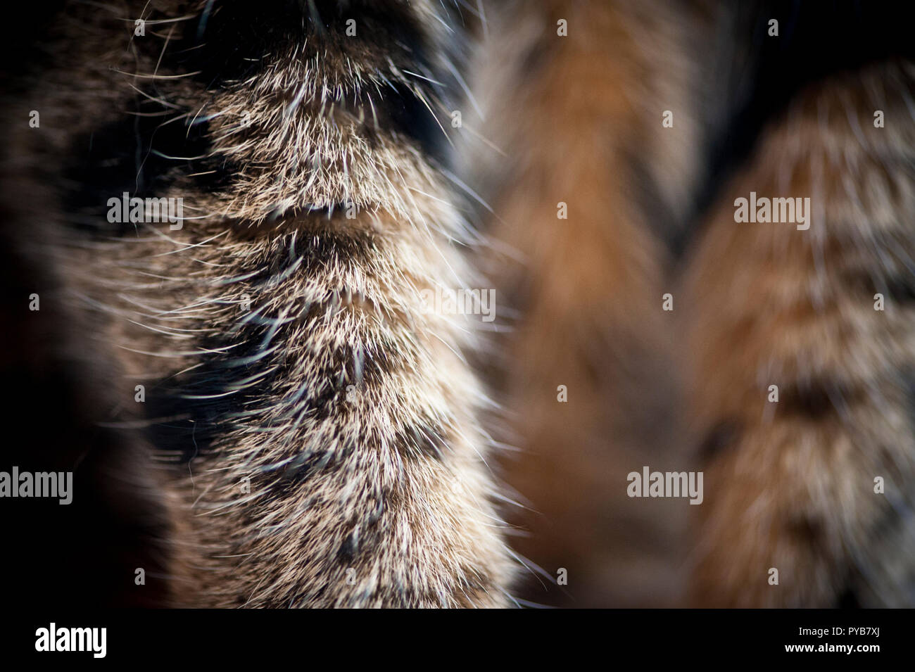 Marked legs of a tabby cat Stock Photo - Alamy