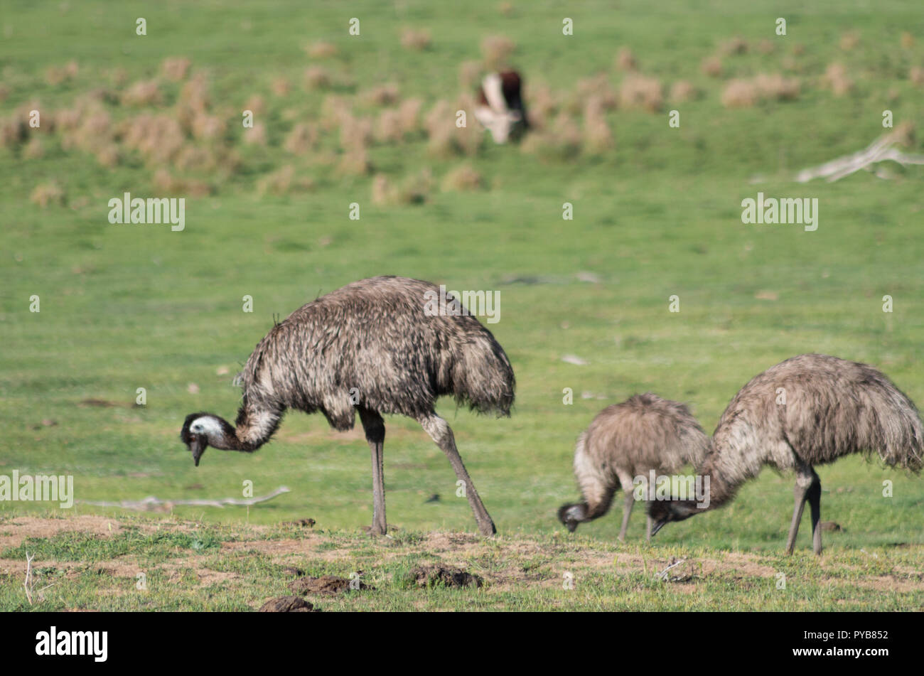 Emu pecking hi-res stock photography and images - Alamy