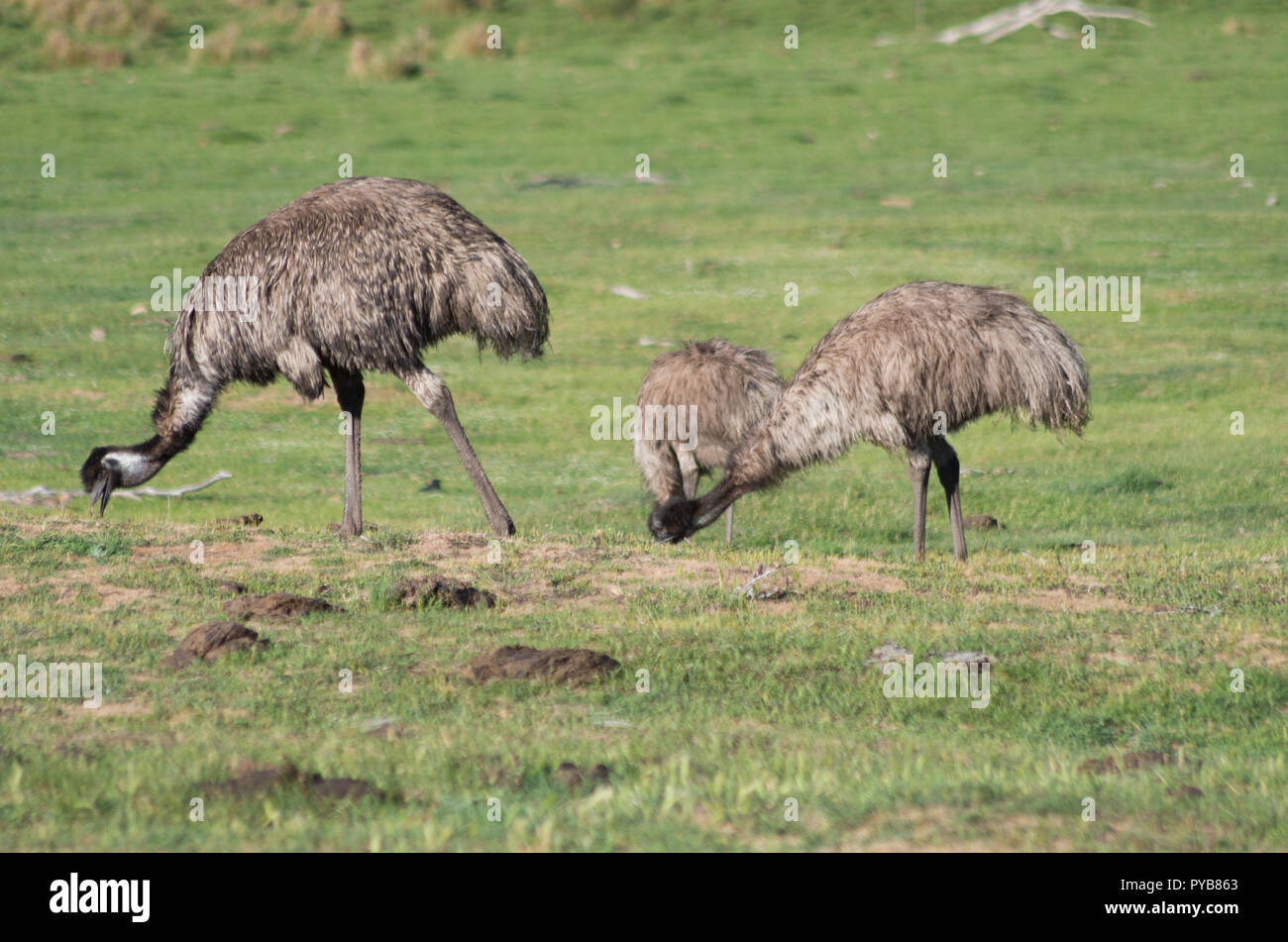 Emus in a landscape hi-res stock photography and images - Alamy