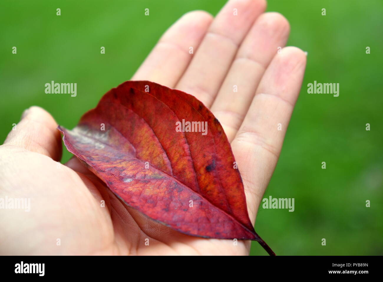 Hand holding palm leaf hi-res stock photography and images - Alamy