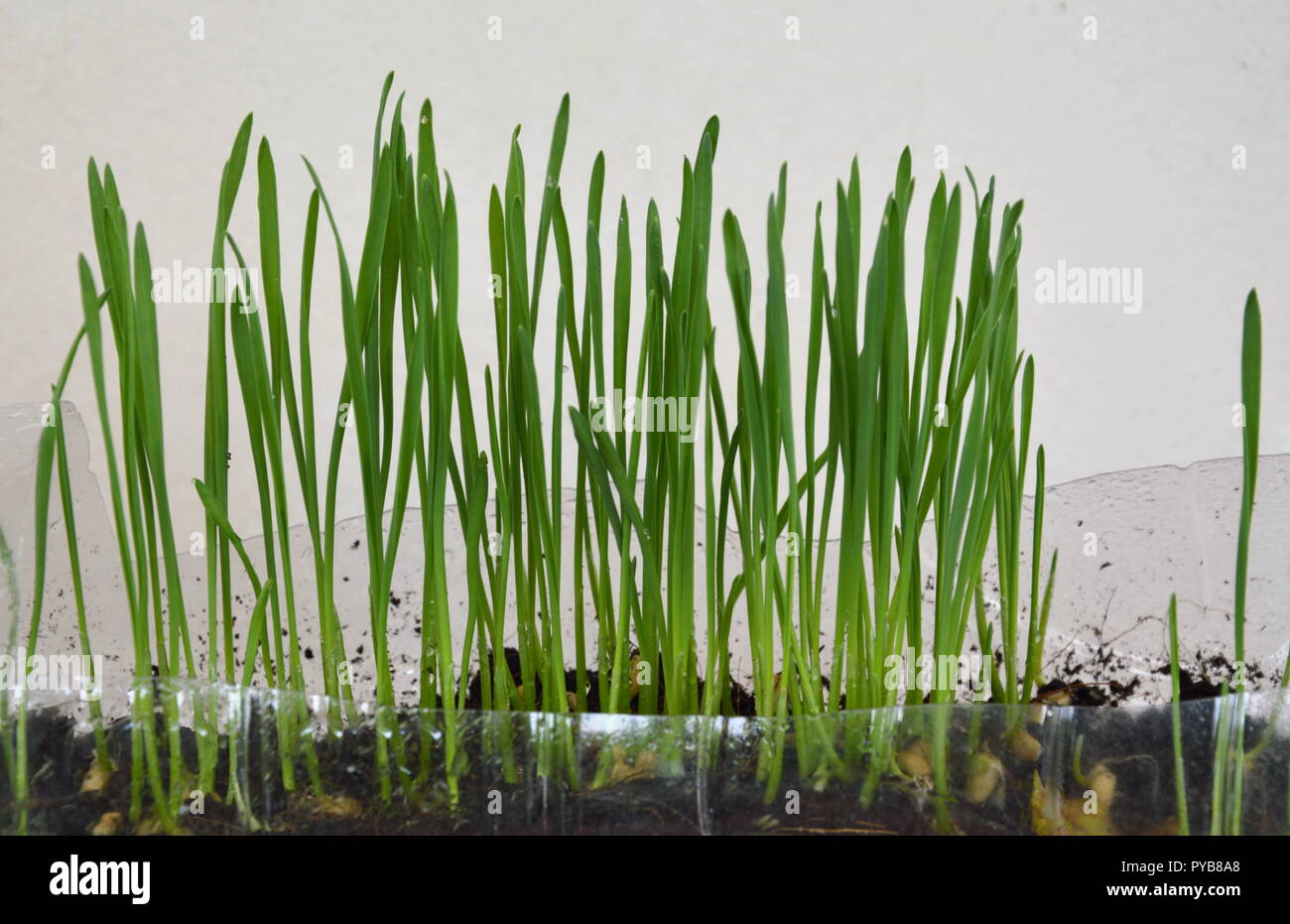 wheat grass for feeding pet grow in plastic bottle Stock Photo - Alamy
