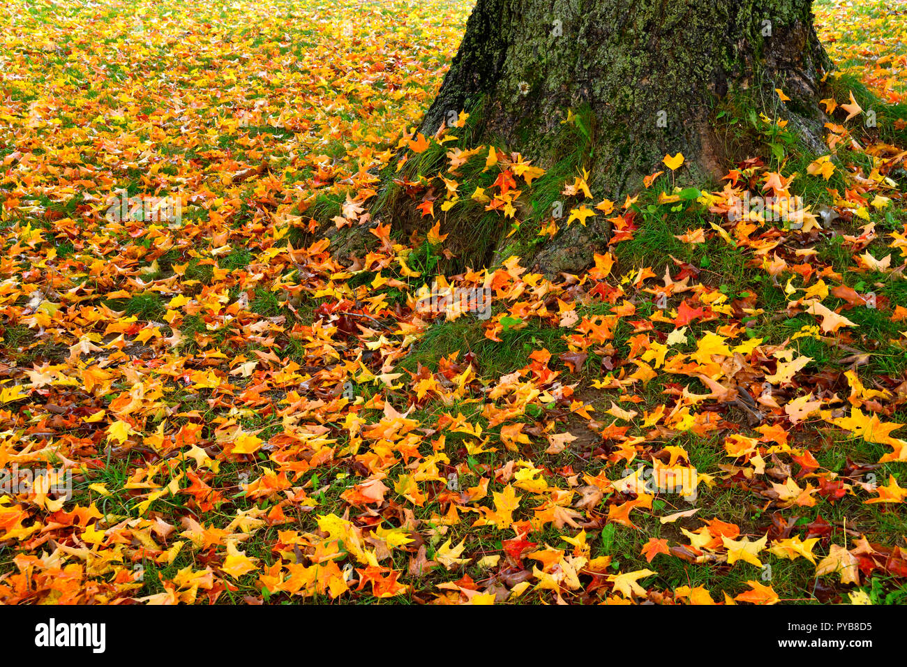 Under maple tree hi-res stock photography and images - Alamy