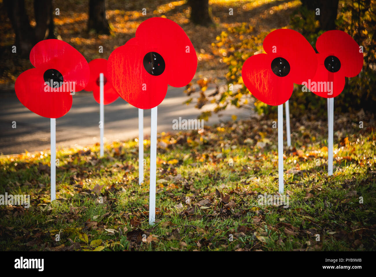 Remembrance day poppies UK Stock Photo - Alamy