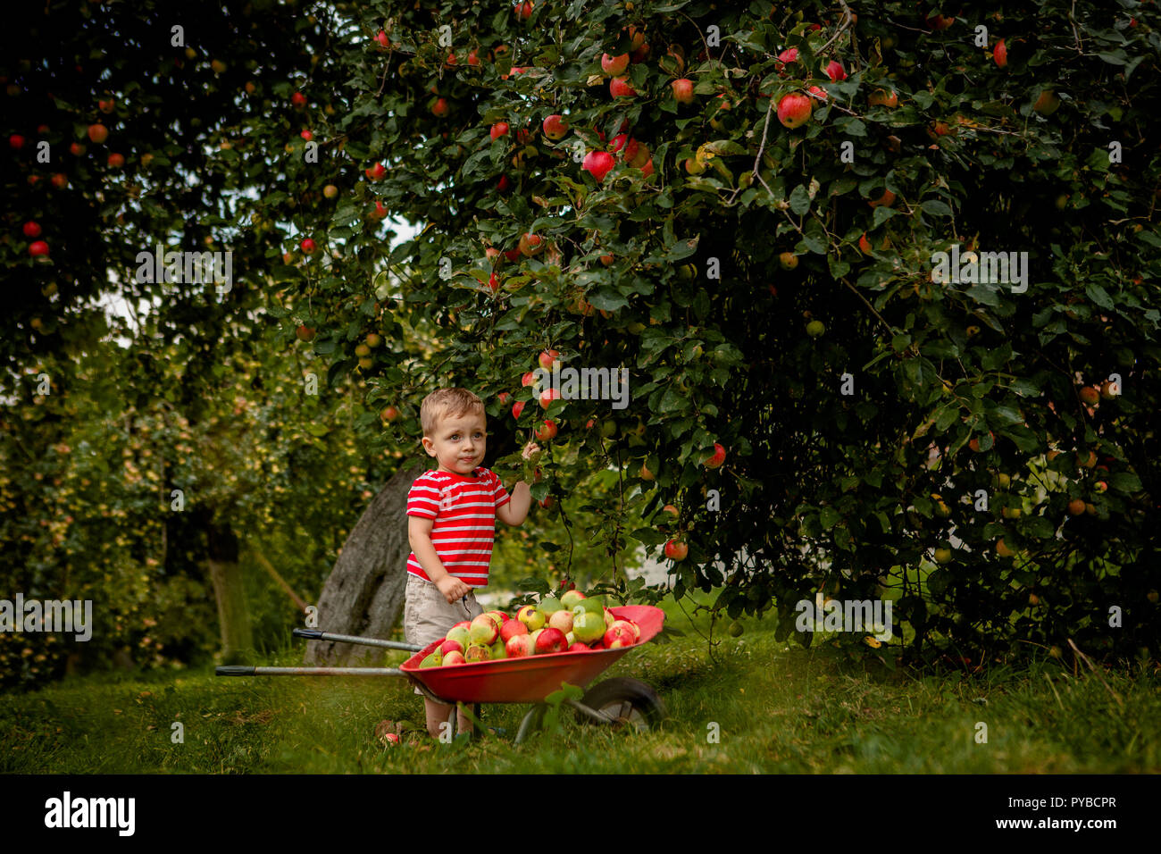 Child picking apples on a farm. Little boy playing in apple tree ...